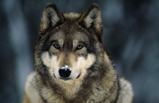 Help protecting the wolves in Germany! | FairPlanet